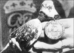 Homing Pigeons - In a Historical Perspective - Pigeoneer Blog